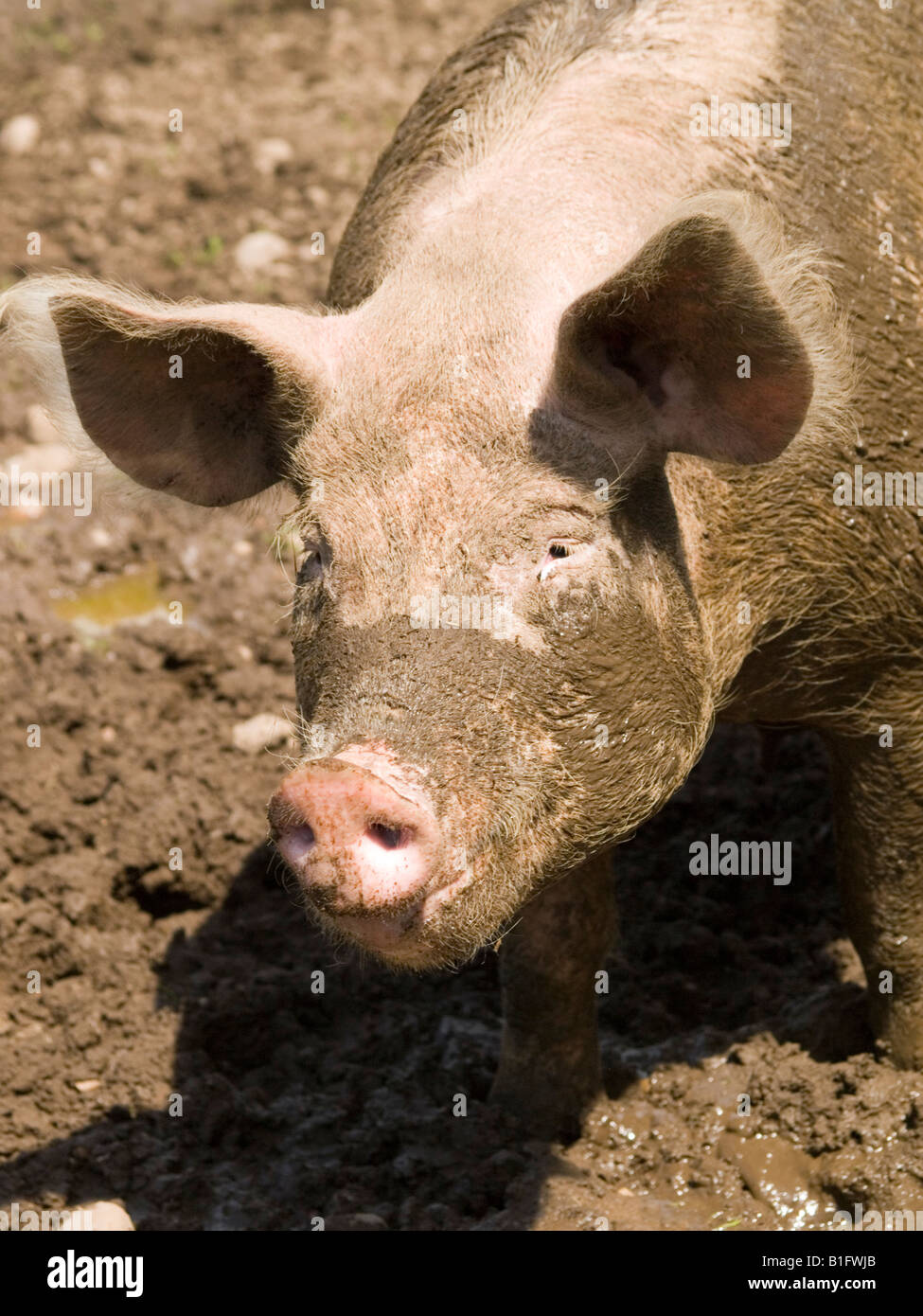 Close up of a pot bellied pig hi-res stock photography and images - Alamy