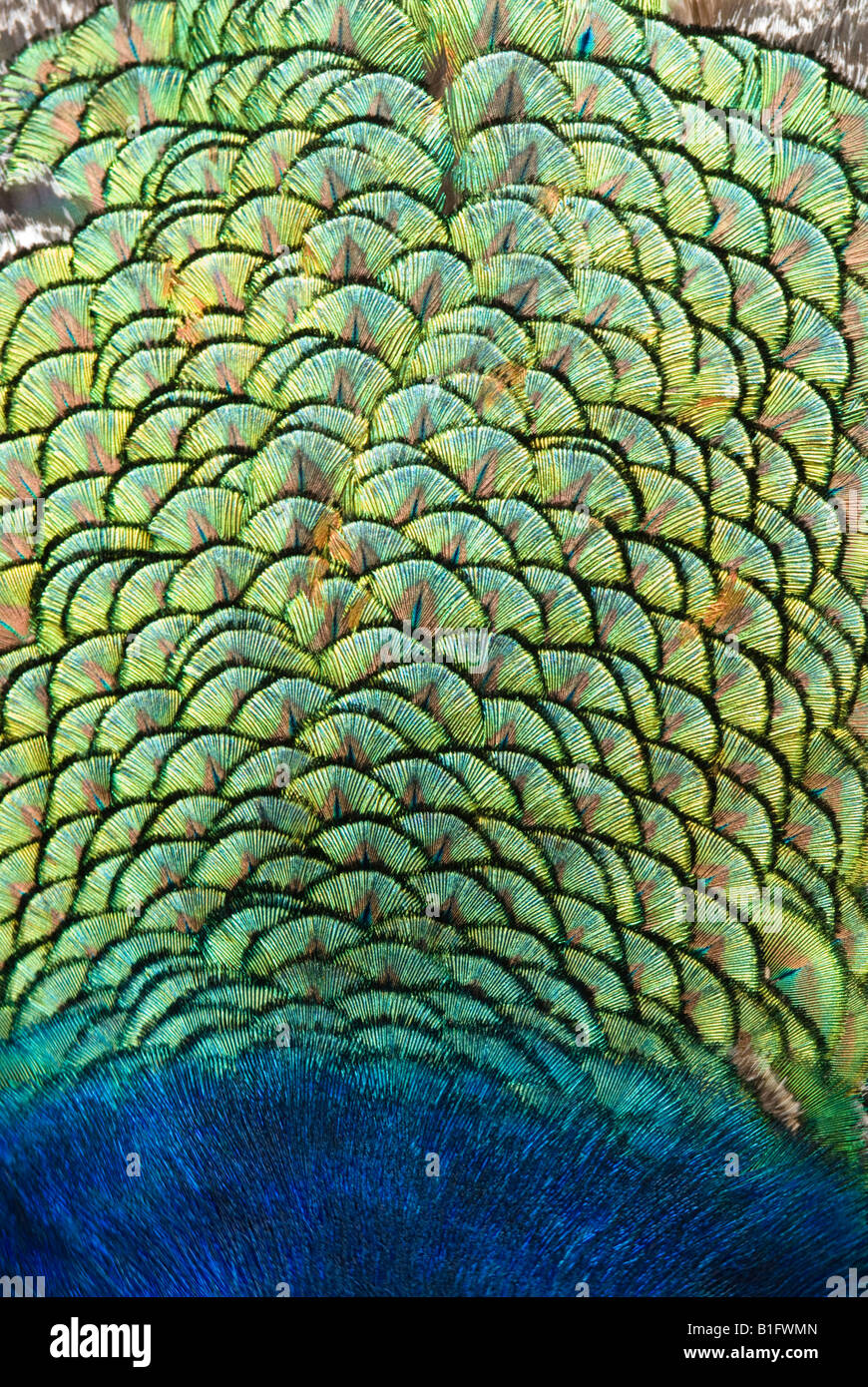 Back feather detail hi-res stock photography and images - Alamy