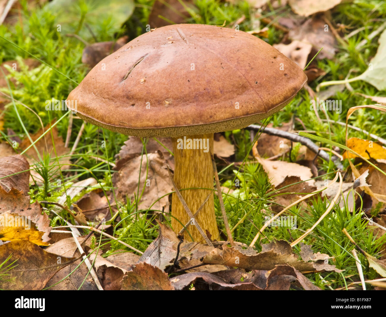 Bay Bolete Boletus badius (Boletaceae Stock Photo - Alamy