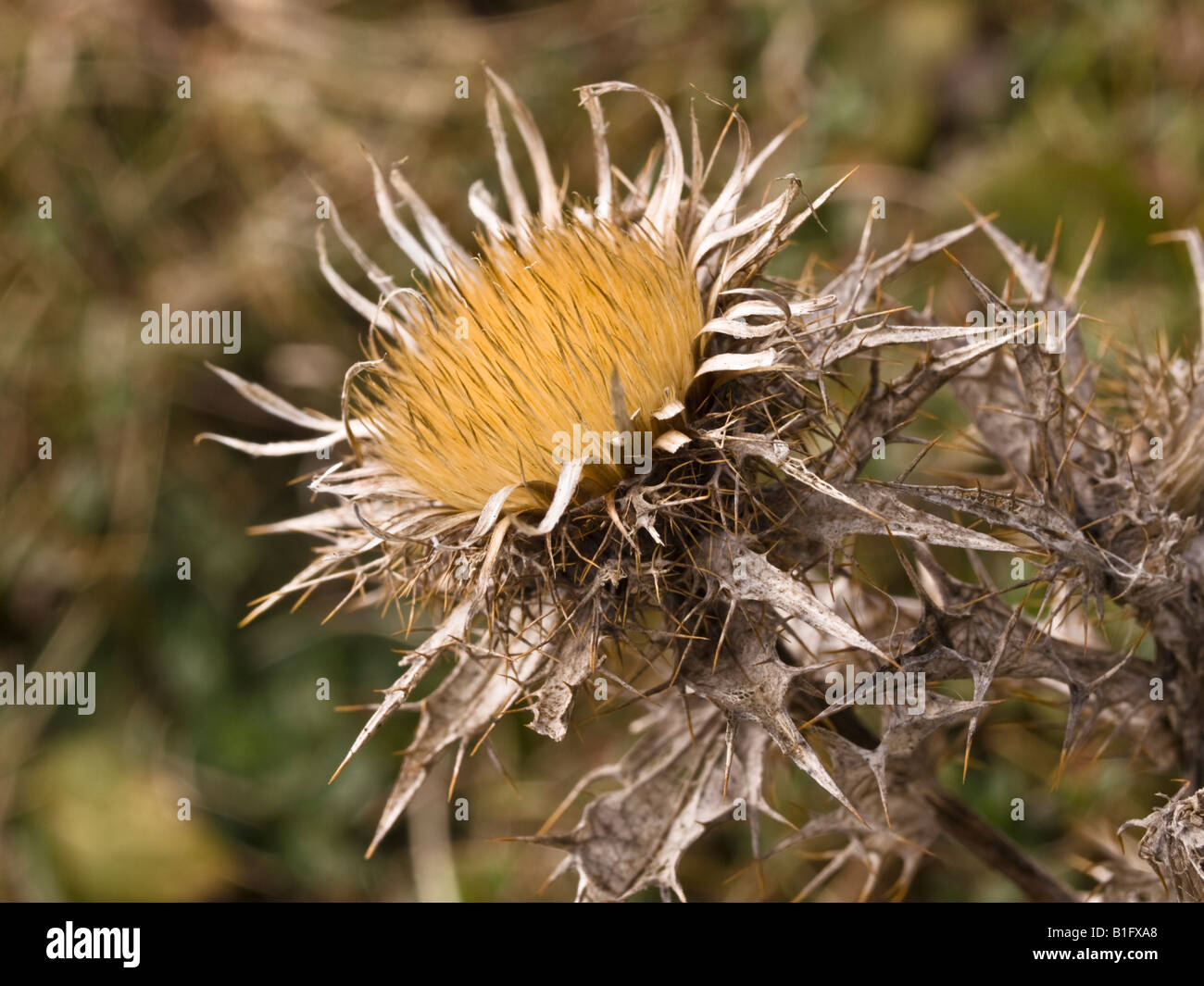 Dead Carline Thistle Carlina vulgaris (Asteraceae Stock Photo - Alamy