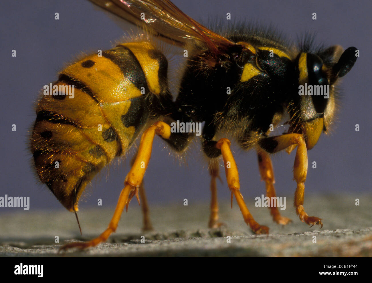 Wasp England UK Europe Stock Photo - Alamy