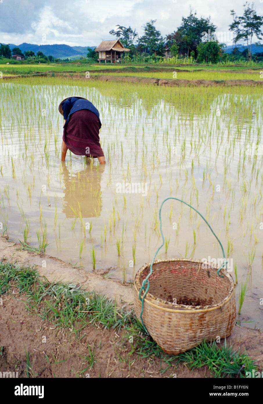 Rice planters hi-res stock photography and images - Alamy
