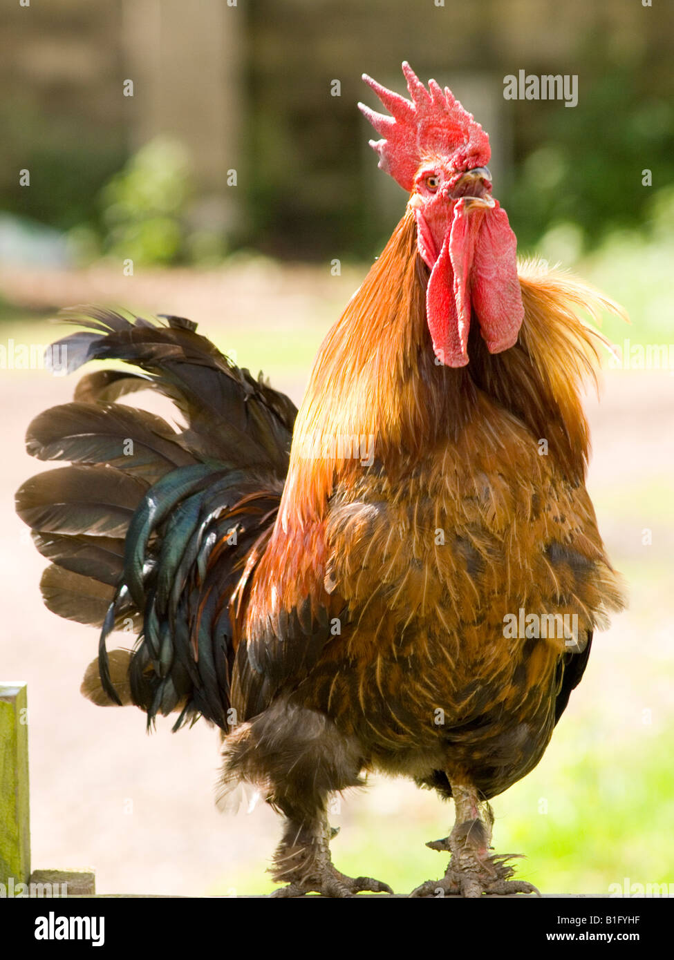 A cockerel crowing at the White Post Farm Centre in Nottinghamshire, UK ...
