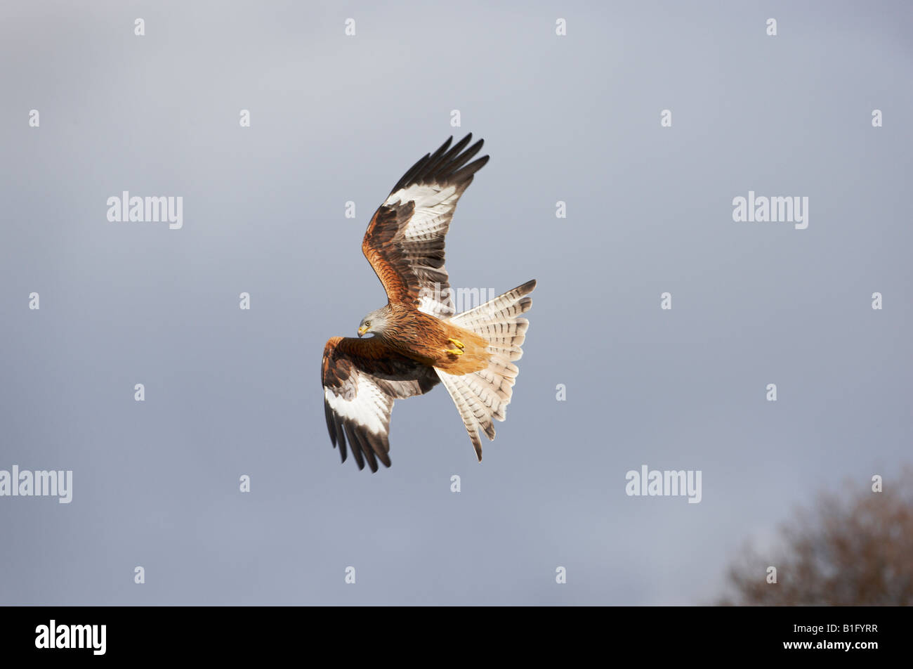 Red Kite Feeding Centre Gigrin Farm Rhayader Stock Photo - Alamy