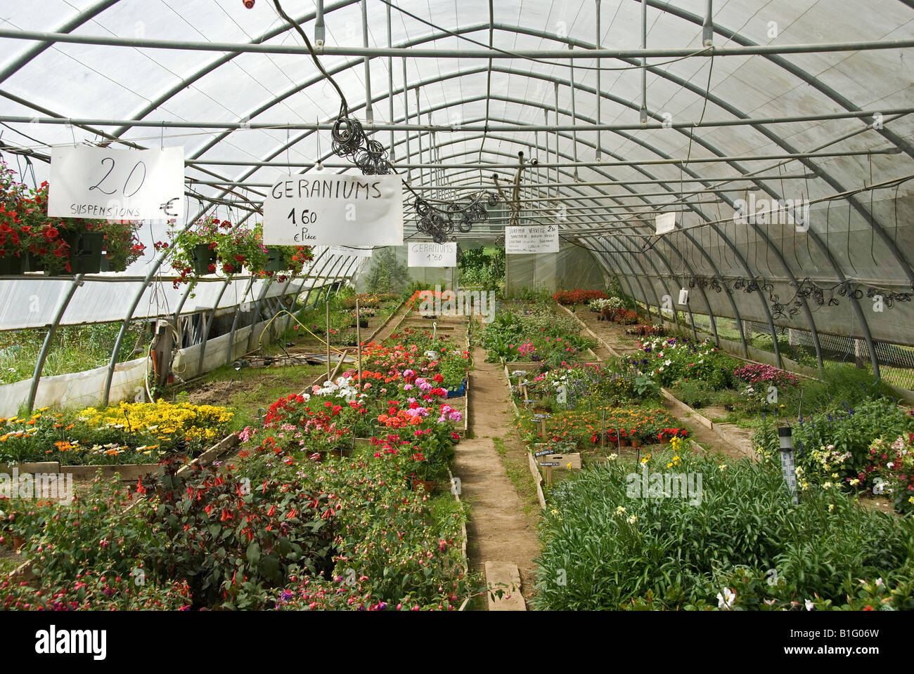 Stock photo of the inside of a commercial Polytunnel Stock Photo - Alamy