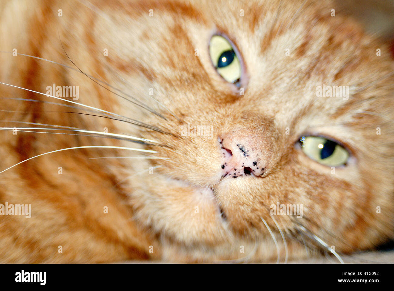 Close up head portrait of a ginger cat with light and dark ginger Stock ...