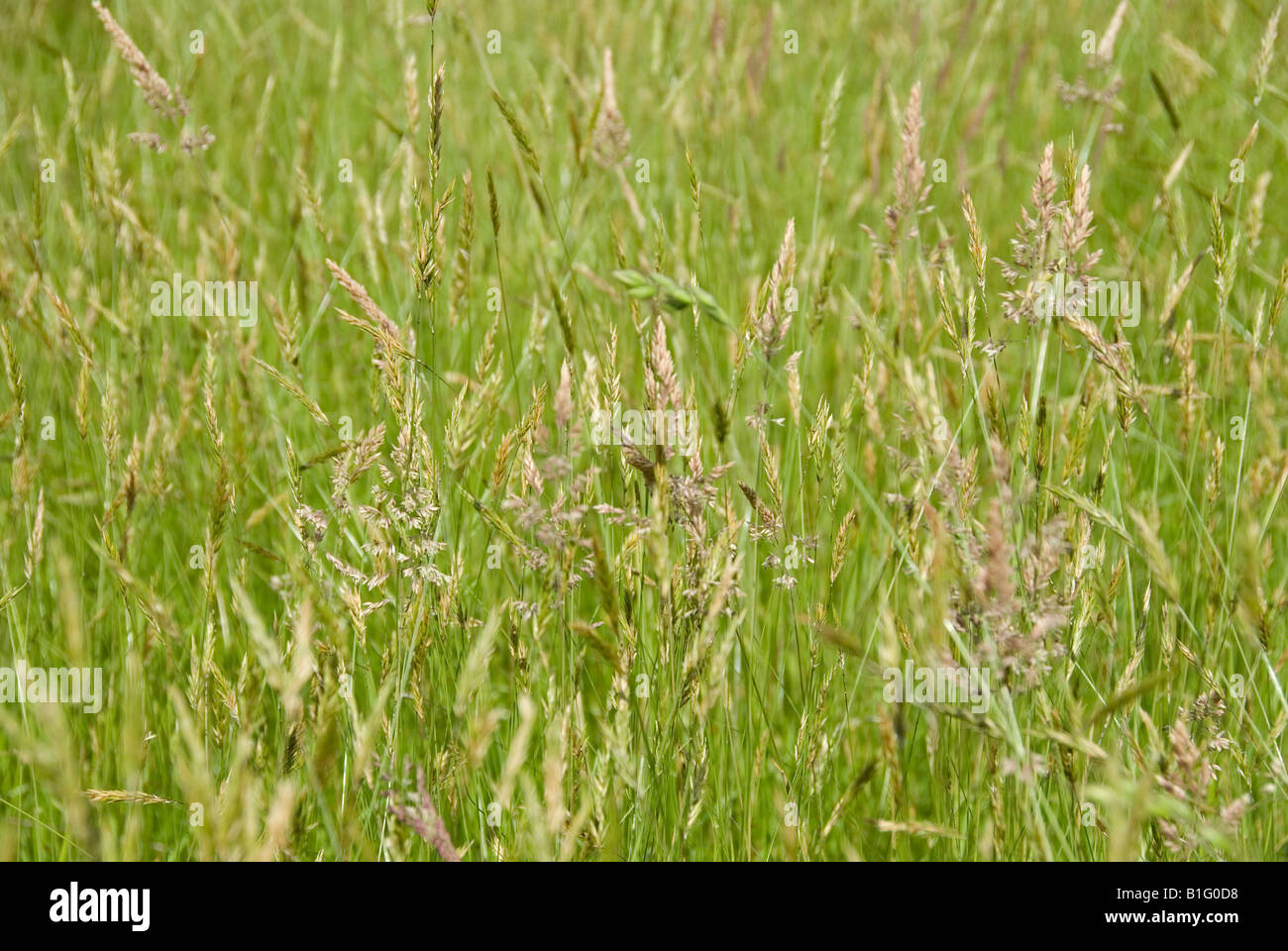 Long and high hi-res stock photography and images - Alamy