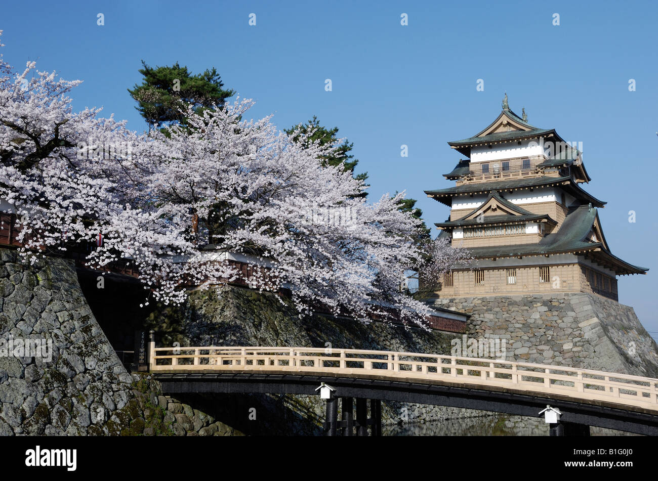 The Takashima Castle A Bridge And A Cherry Tree Stock Photo - Alamy