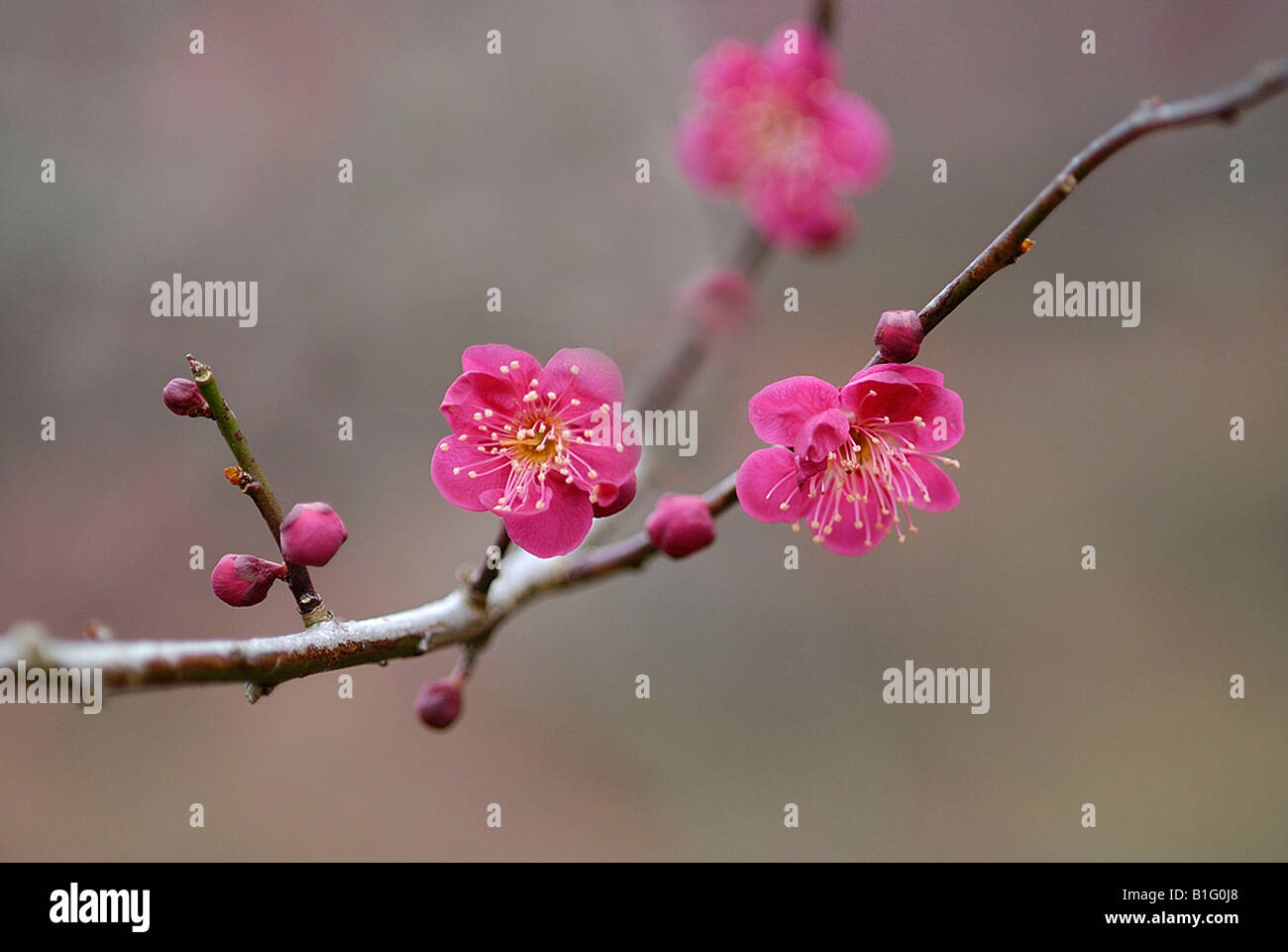 Red Plum Blossoms Stock Photo - Alamy