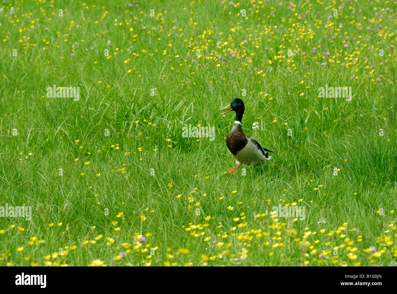 A Duck In A Prairie Stock Photo - Alamy