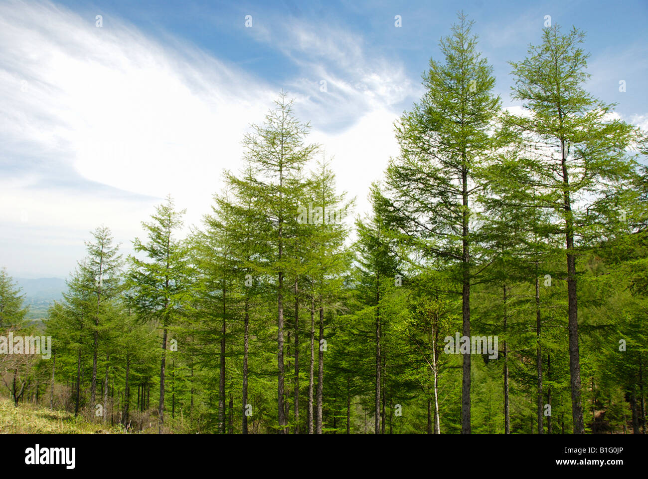 Fresh Green Of Pine Tree Stock Photo - Alamy