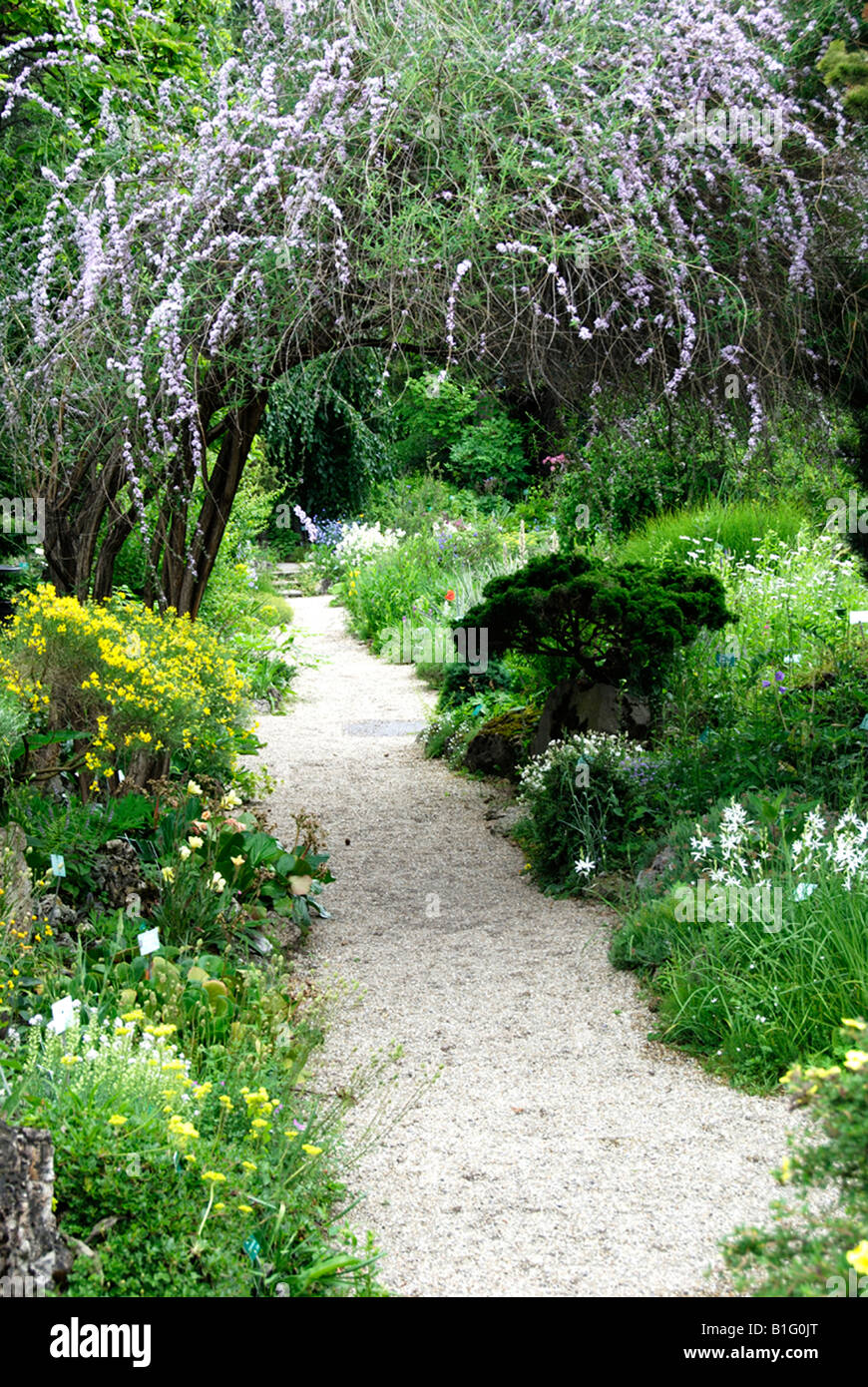 The Flower In Full Bloom In Vienna Stock Photo - Alamy
