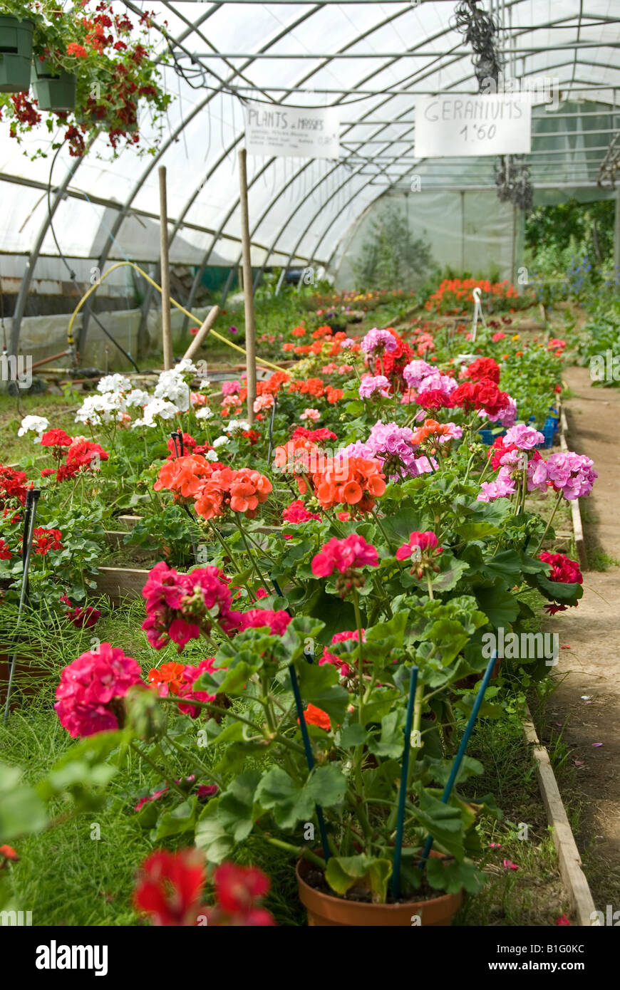 Stock photo of the inside of a commercial Polytunnel Stock Photo - Alamy