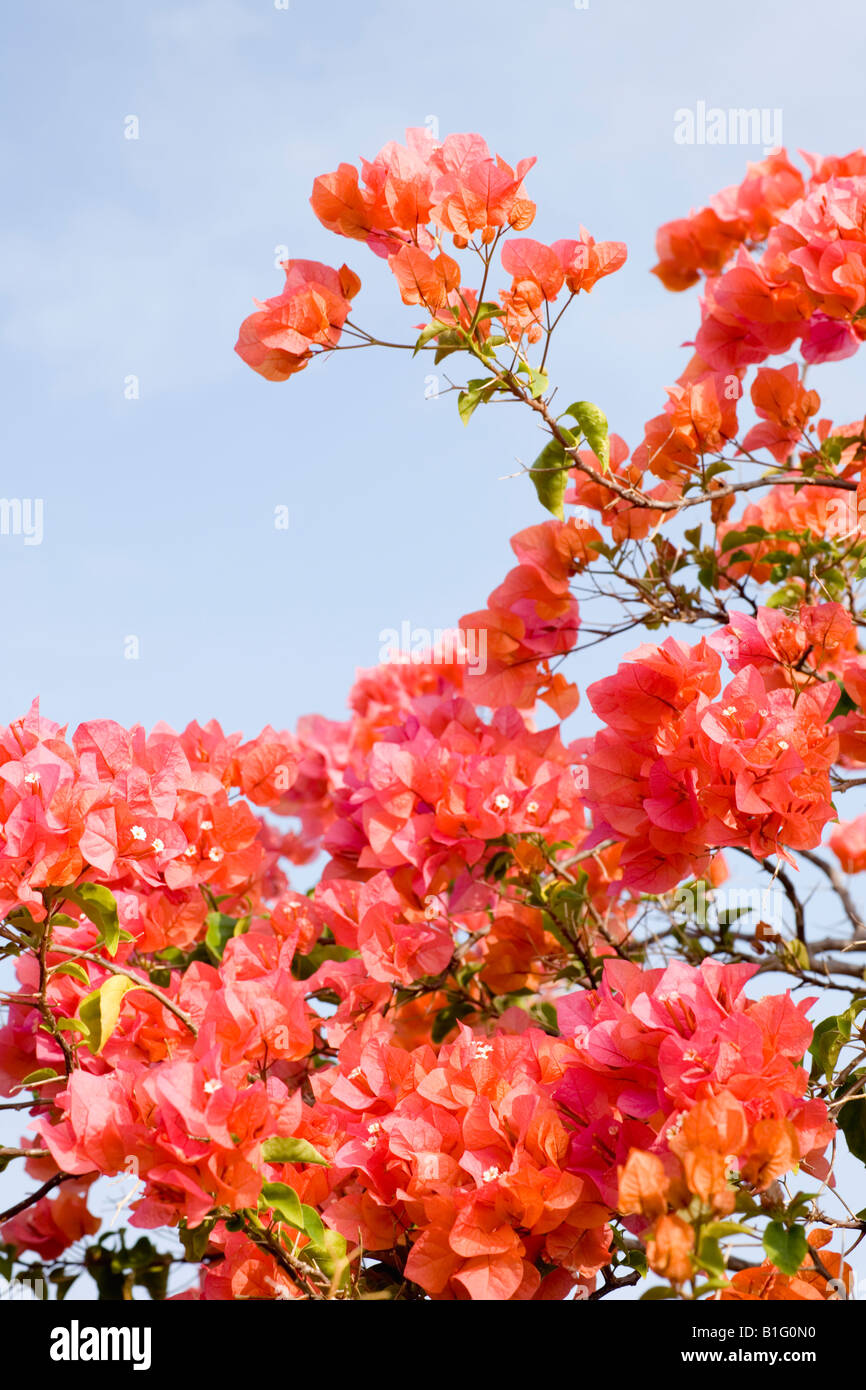 Red flower of guam hi-res stock photography and images - Alamy