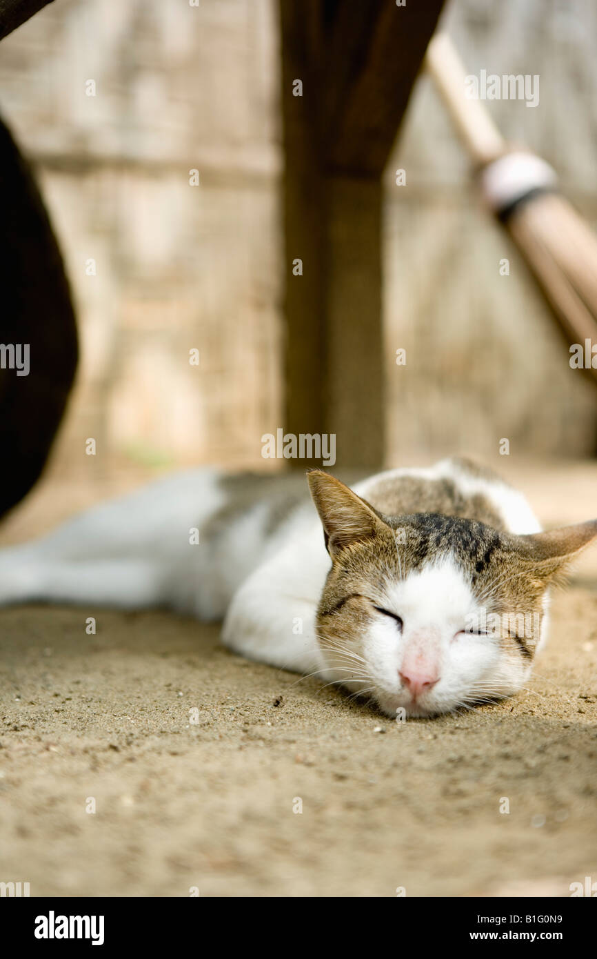 Filipino pet hi-res stock photography and images - Alamy