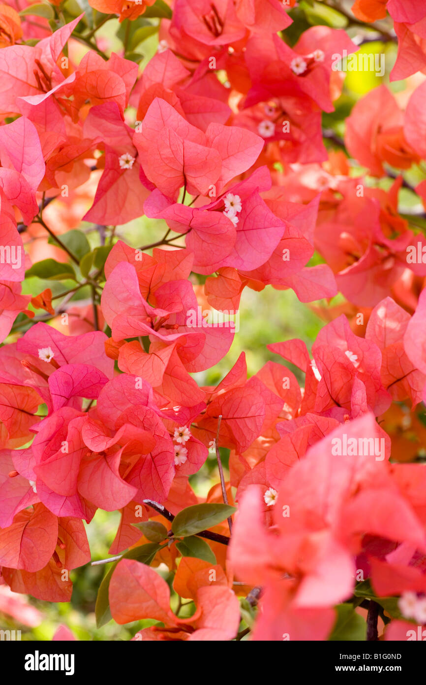 Red flower of guam hi-res stock photography and images - Alamy