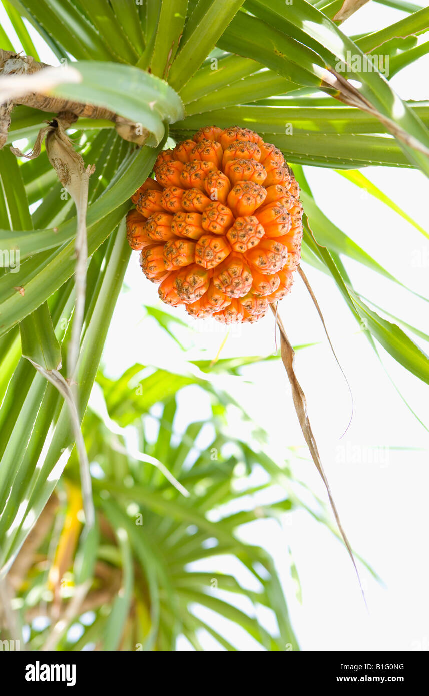 Filipino plant hi-res stock photography and images - Alamy