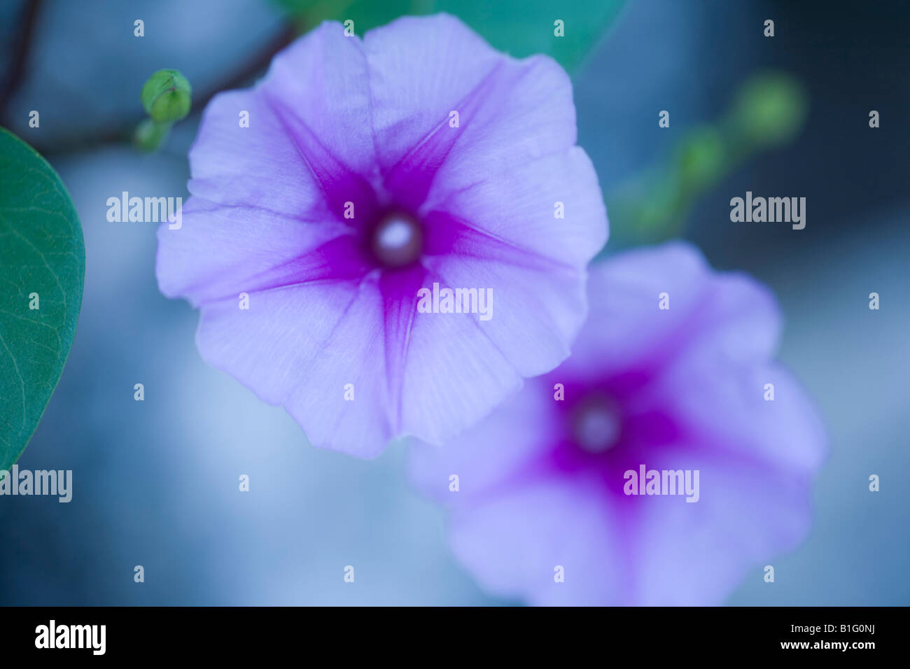 Filipino flower hi-res stock photography and images - Alamy