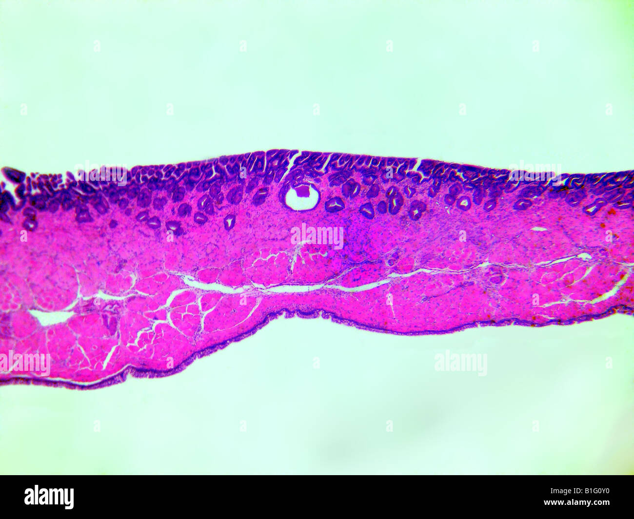 Frog tongue hi-res stock photography and images - Alamy