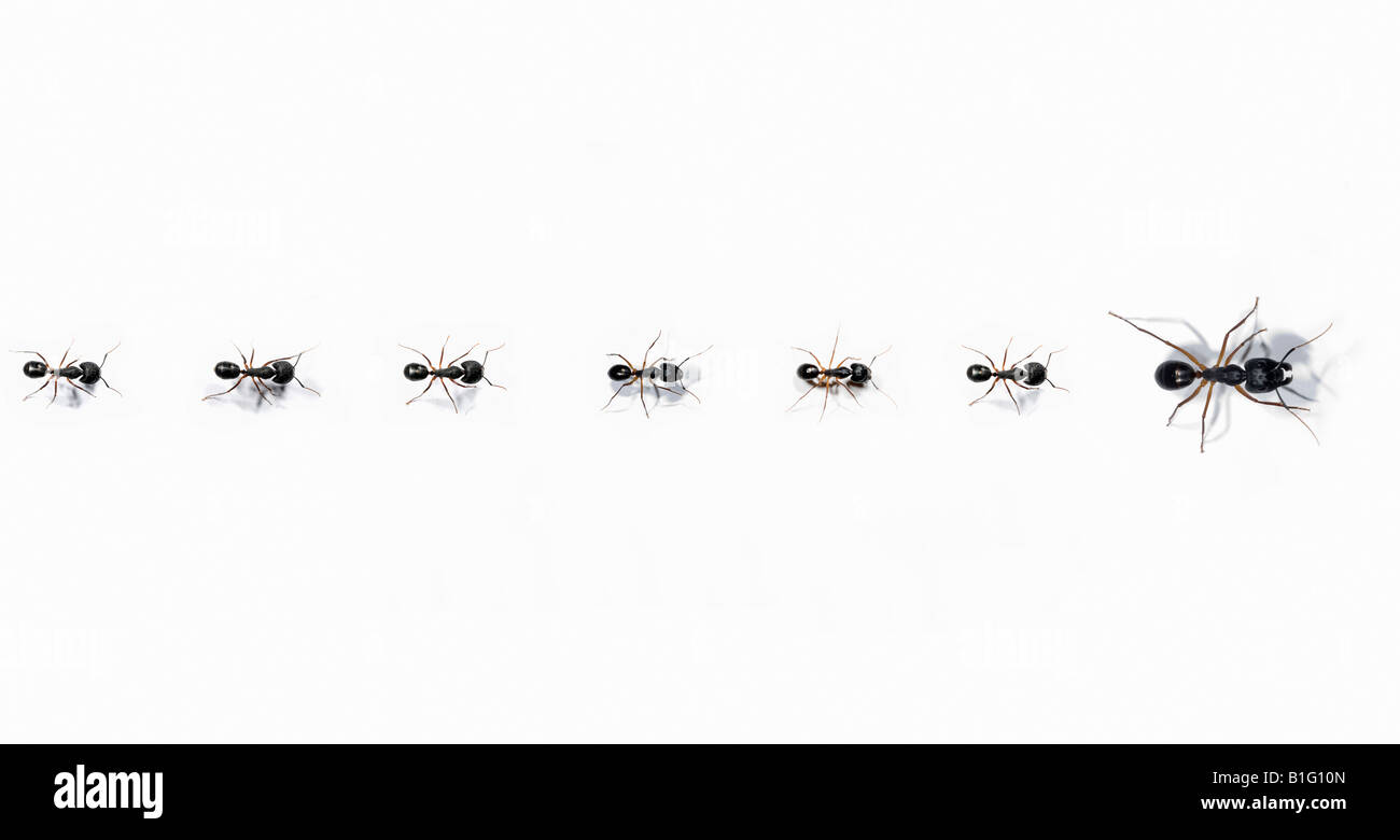 Ant line hi-res stock photography and images - Alamy