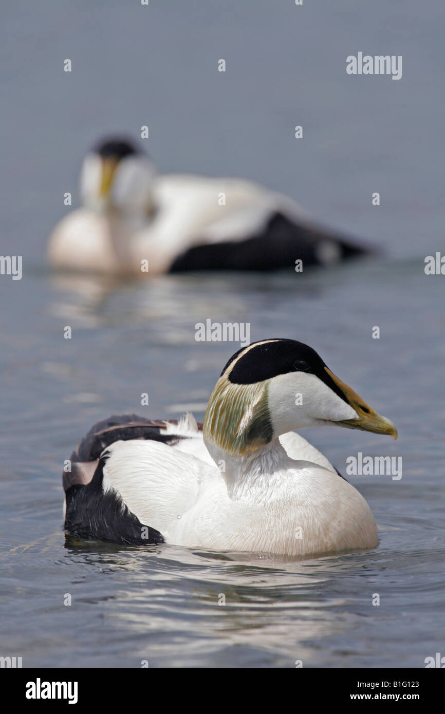 Two male Eider duck Stock Photo - Alamy