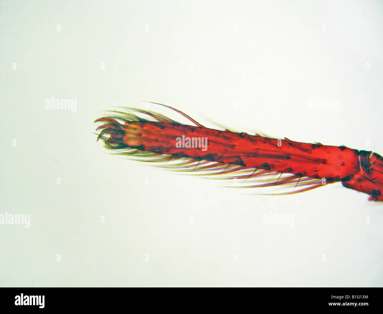 Claw and tarsus of a spider leg Stock Photo - Alamy