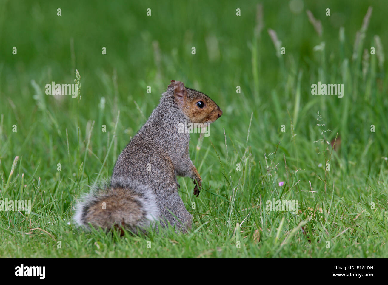 Grey squirrel standing up looking hi-res stock photography and images ...