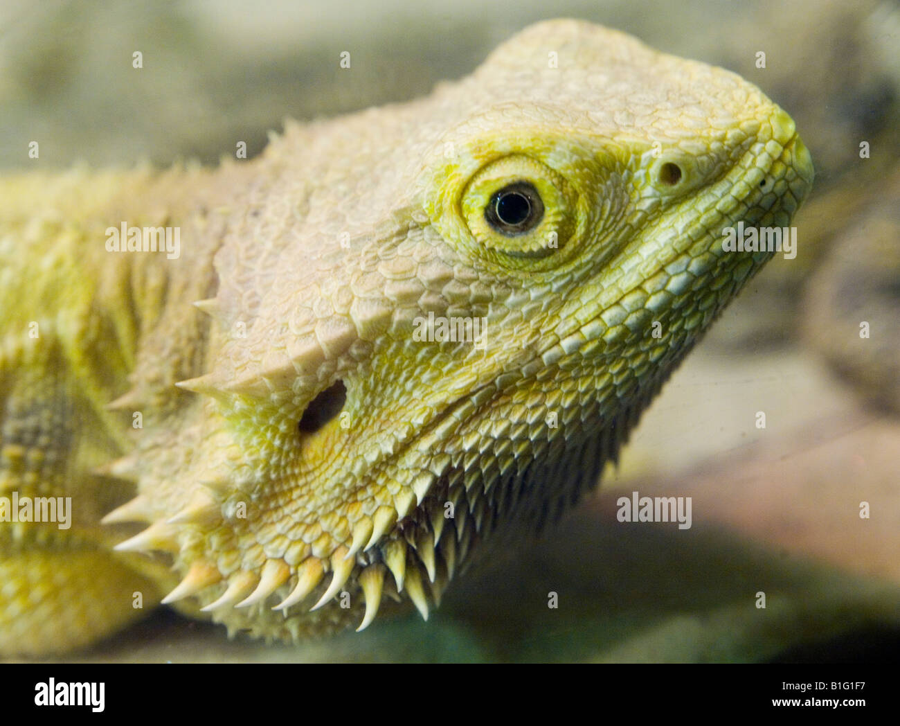Central bearded dragon in captivity hi-res stock photography and images ...