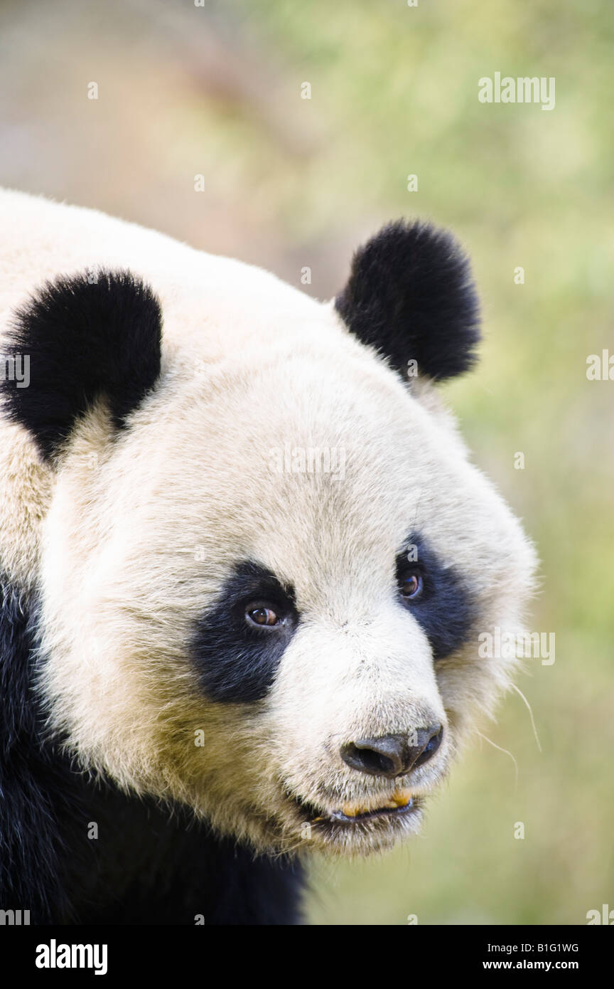Portrait of Giant Panda Woolong China Stock Photo - Alamy