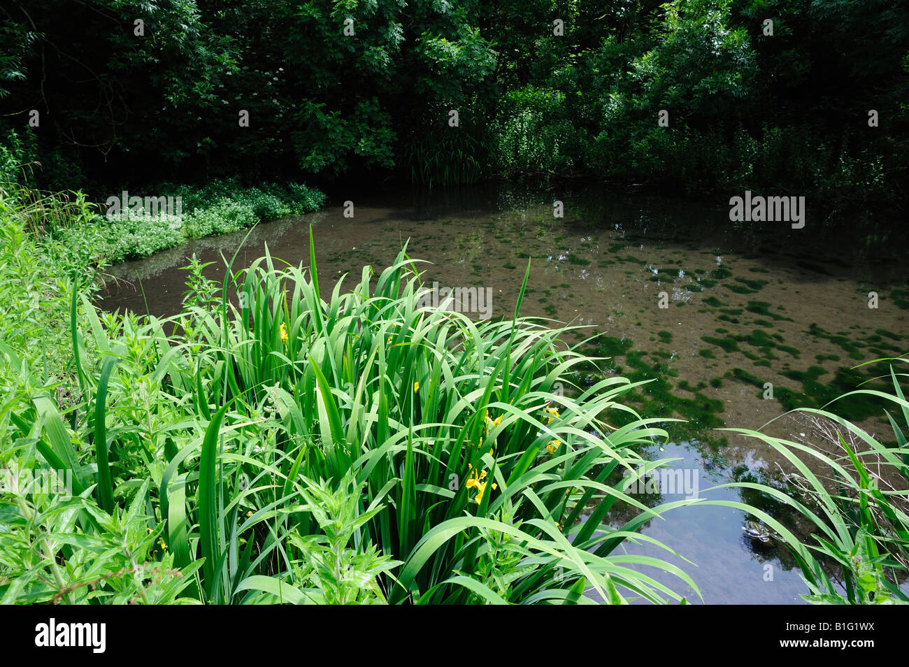 English pond hi-res stock photography and images - Alamy