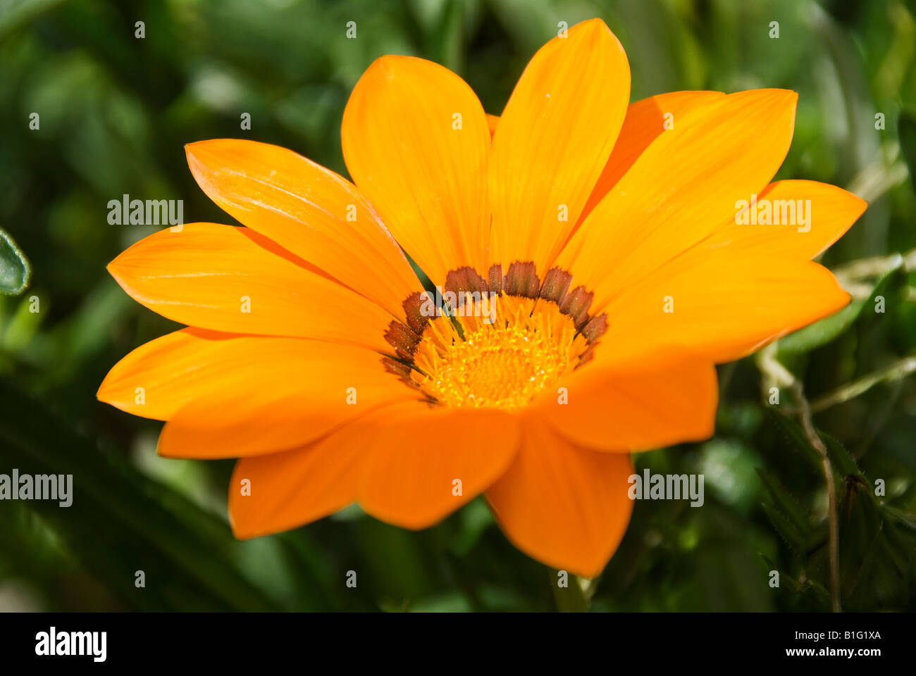 Stock Photo of an Orange Gazania Flower Stock Photo - Alamy