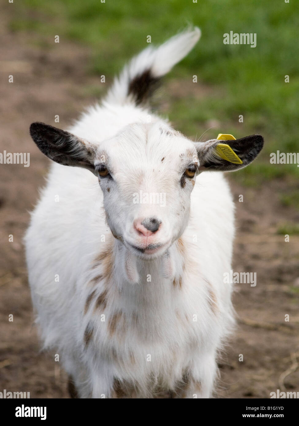 A goat at the White Post Farm Centre in Nottinghamshire, UK Stock Photo ...