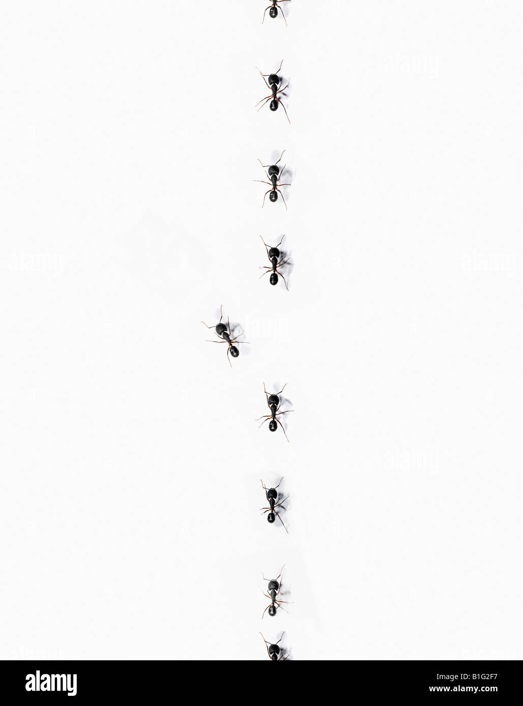 Ant diverging from the line against white background Stock Photo - Alamy