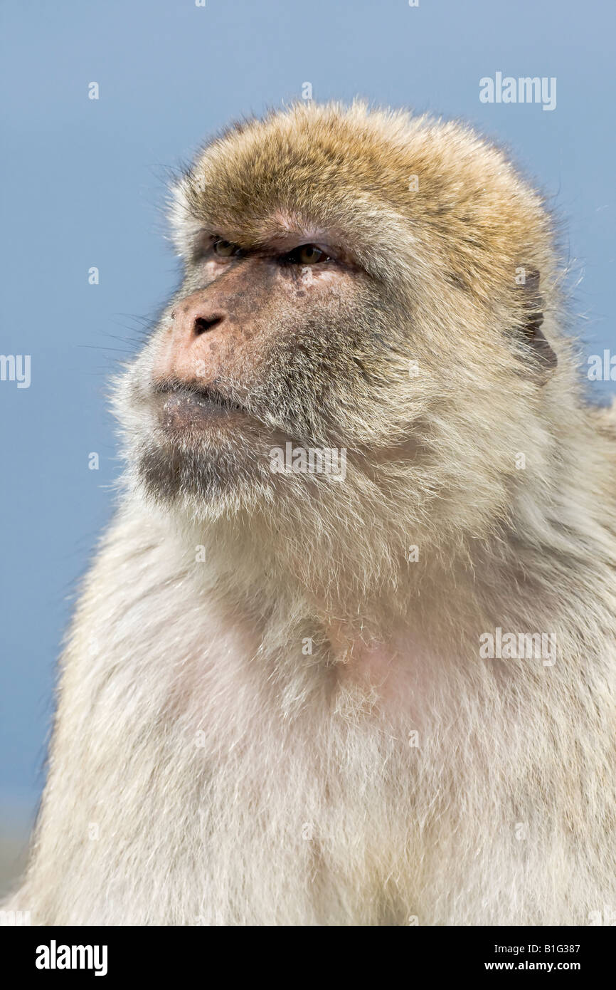 A facial study of an adult female barbary macaque at the viewpoint on ...