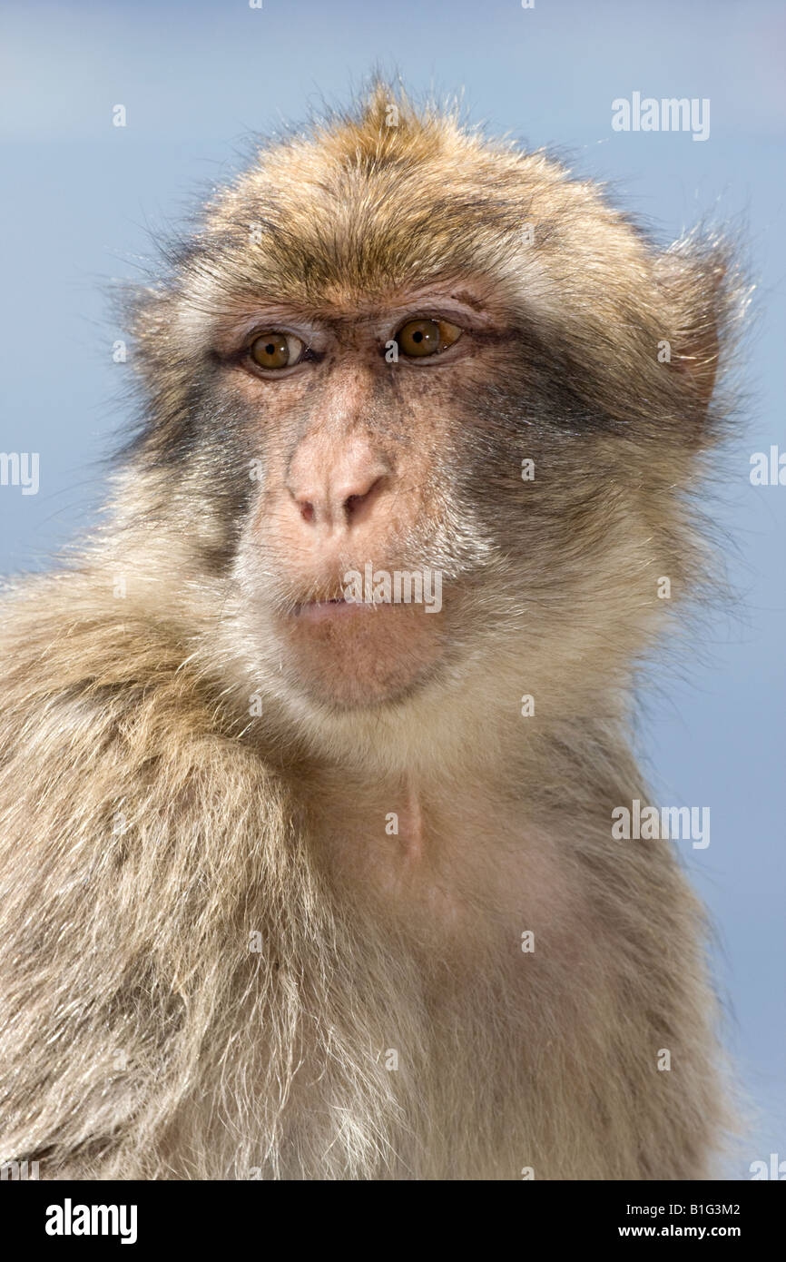 A young barbary macaque at the viewpoint on the rock of gibraltar Stock ...