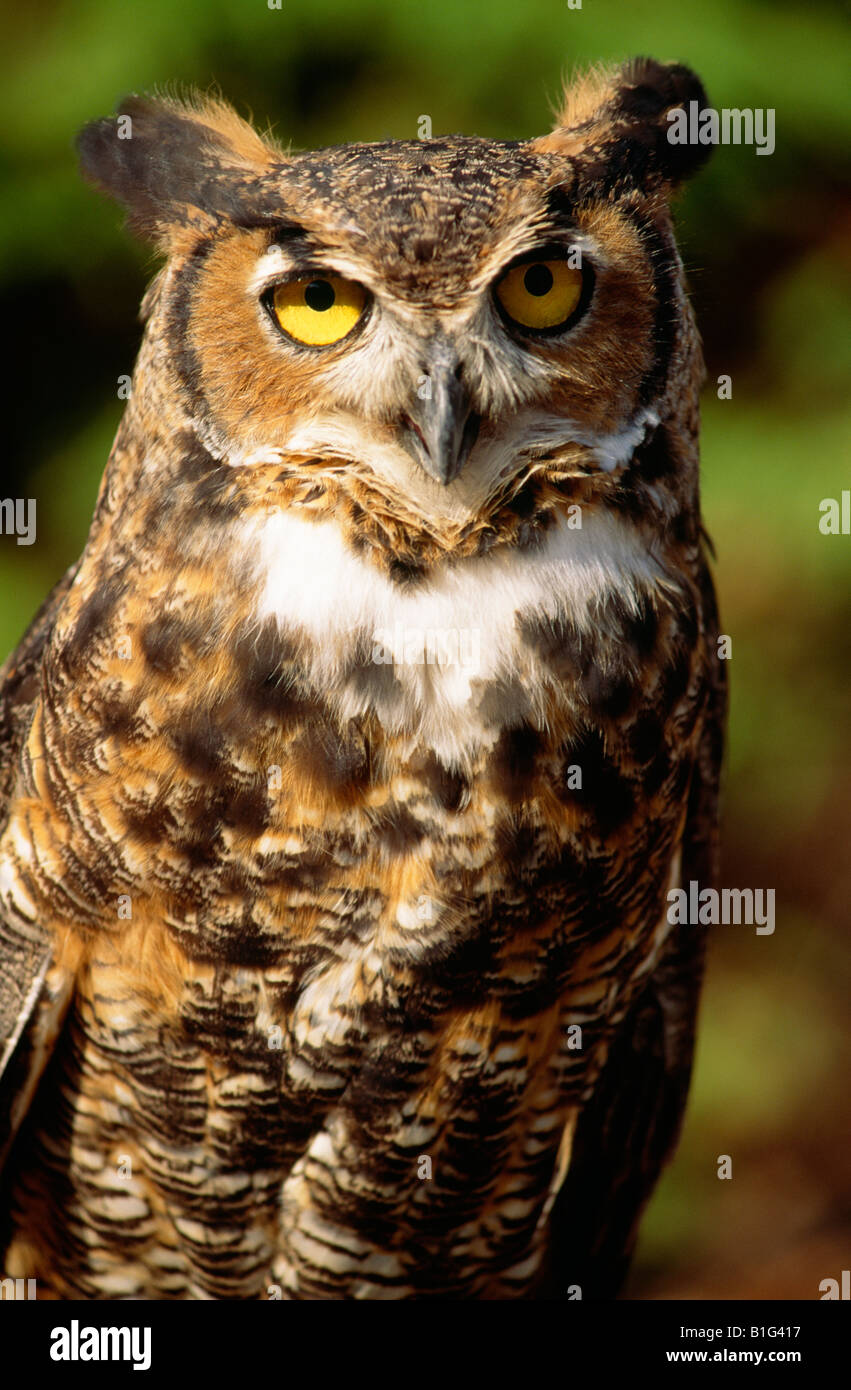 Great Horned Owl, Hawk Mountain Sanctuary, Pennsylvania, USA Stock ...