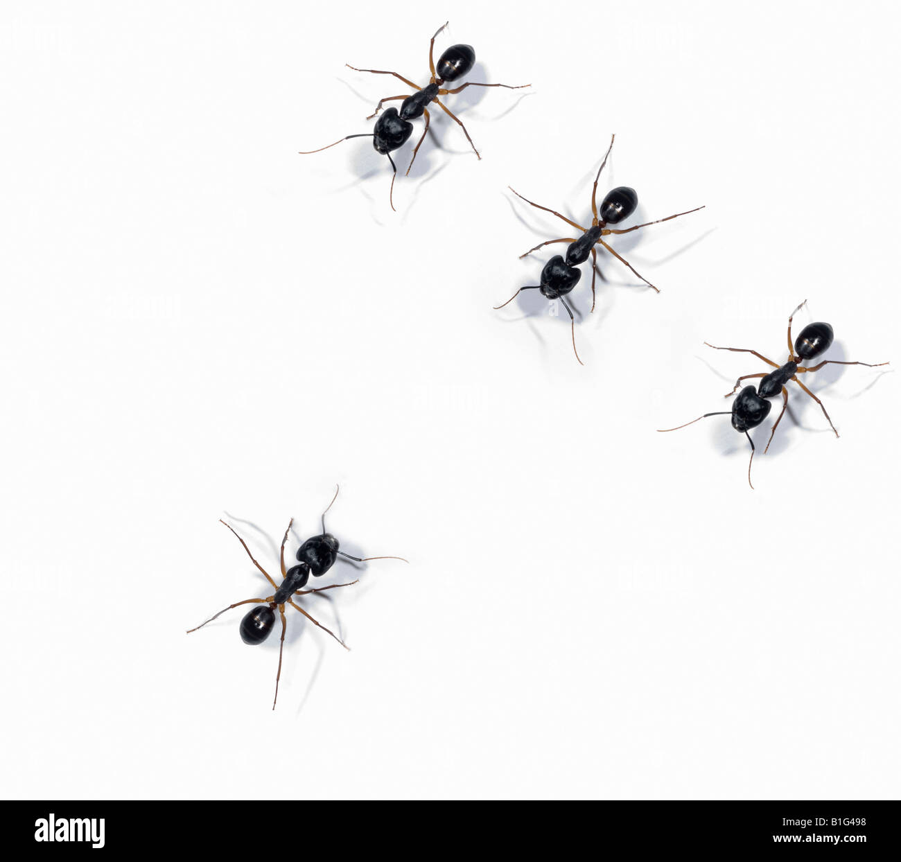 Three large Ants confronting a single Ant Stock Photo - Alamy