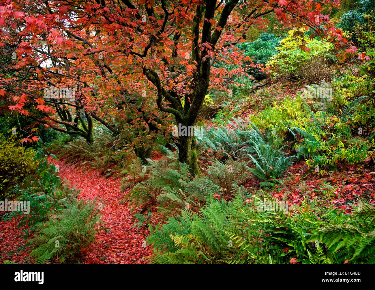 Red maple leaves create a red path Stock Photo - Alamy