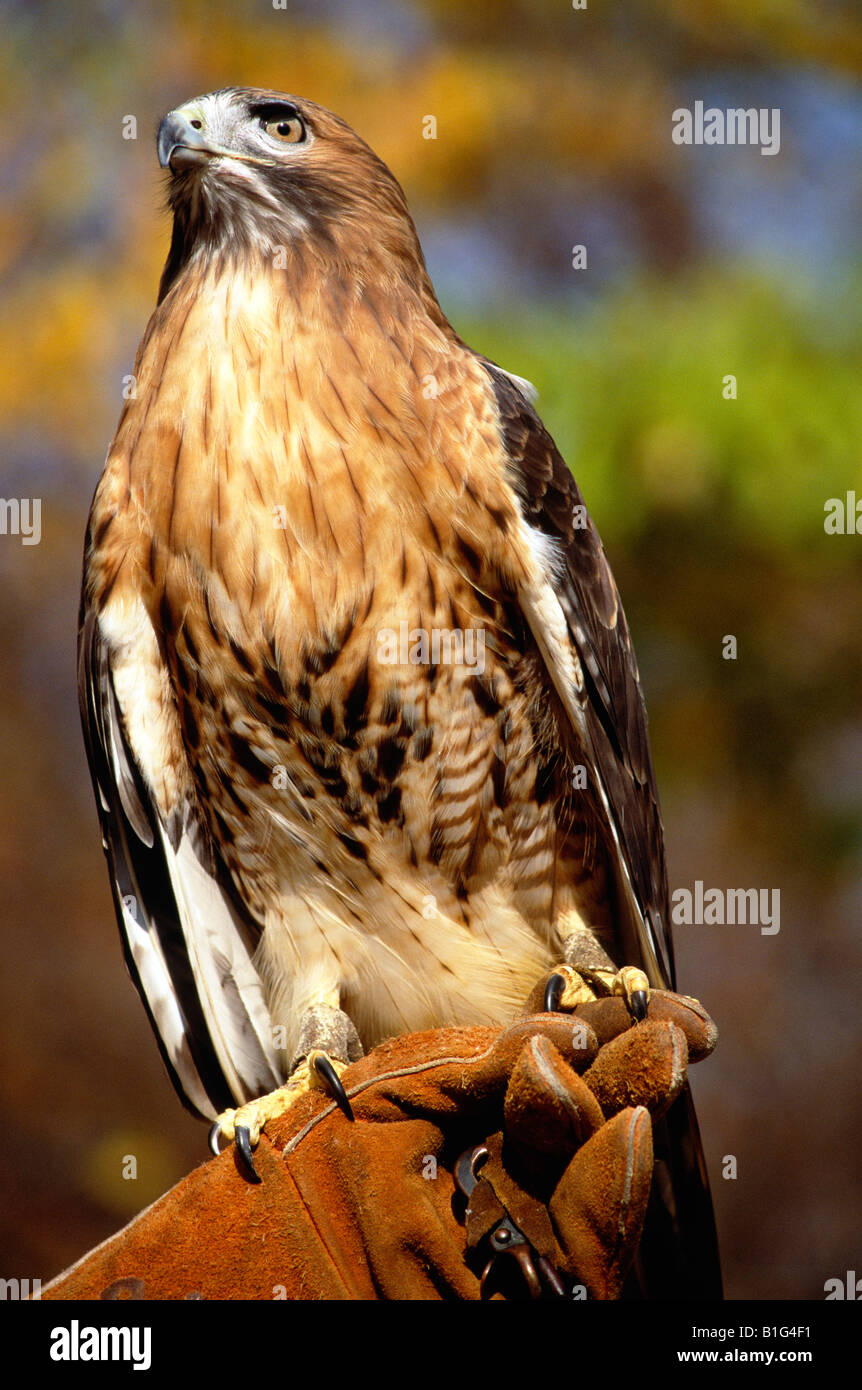 Hand hawk hi-res stock photography and images - Alamy