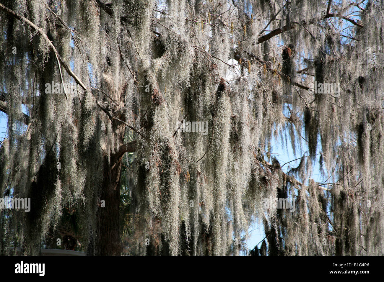 Spanish moss growing on trees at Central Florida Lake Dora location ...