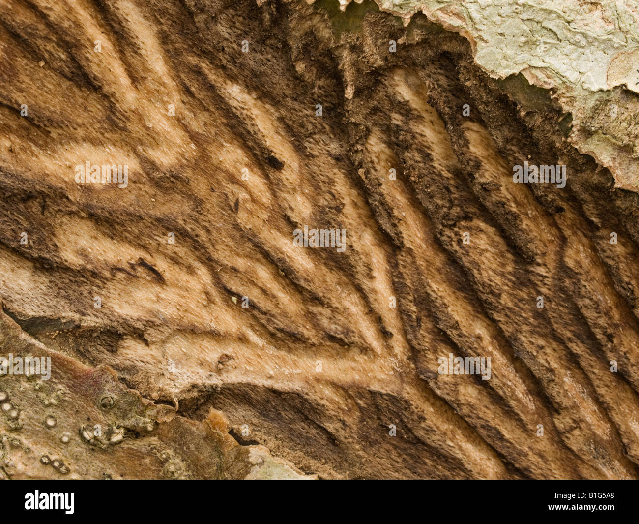 Gnawed Holly Bark Stock Photo - Alamy