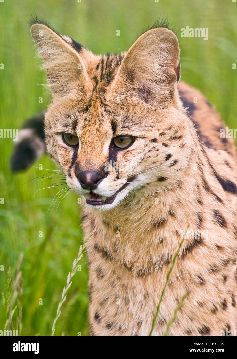 Serval looking for food Stock Photo - Alamy