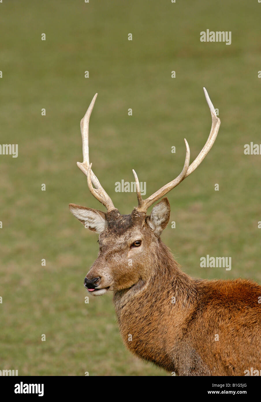 Red deer stag Stock Photo - Alamy