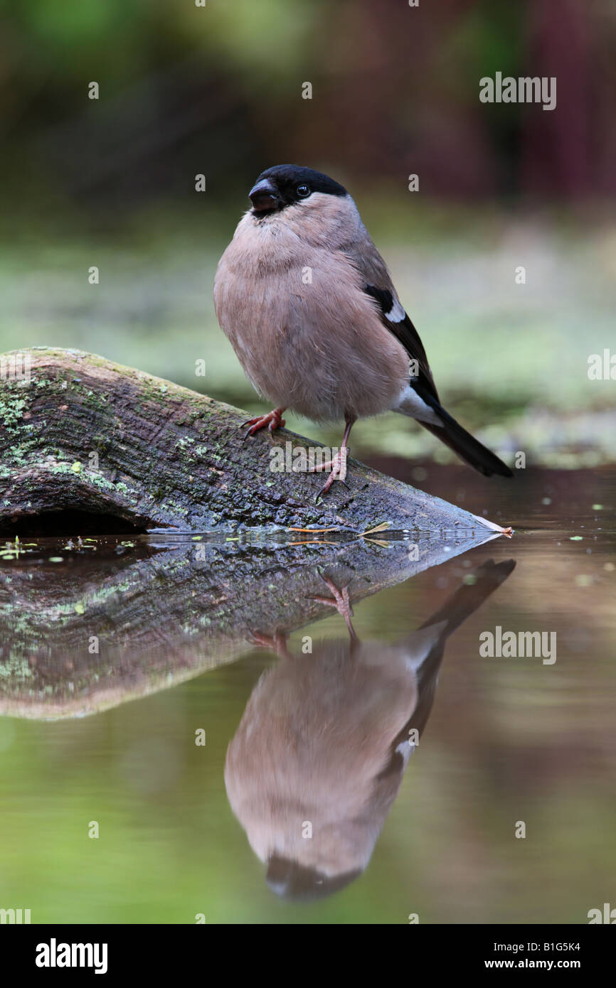 Bullfinch photograph hi-res stock photography and images - Alamy