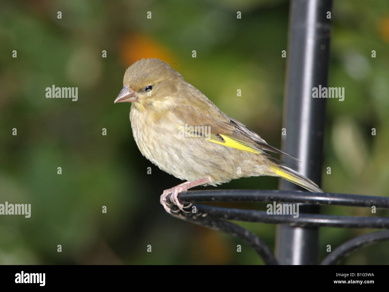 Juvenile greenfinch hi-res stock photography and images - Alamy