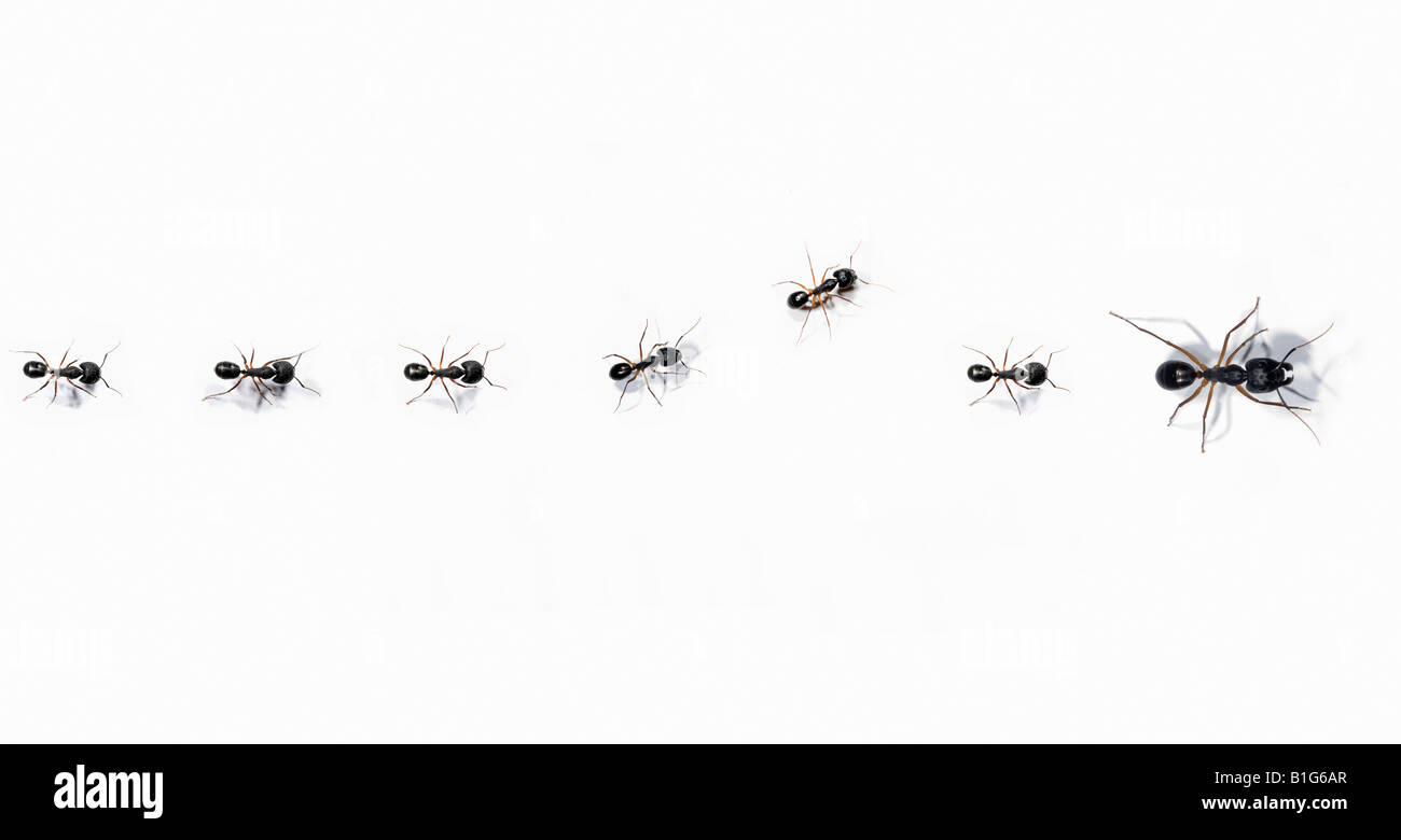 Large ant leading a line of small ants with one ant leaving the line ...