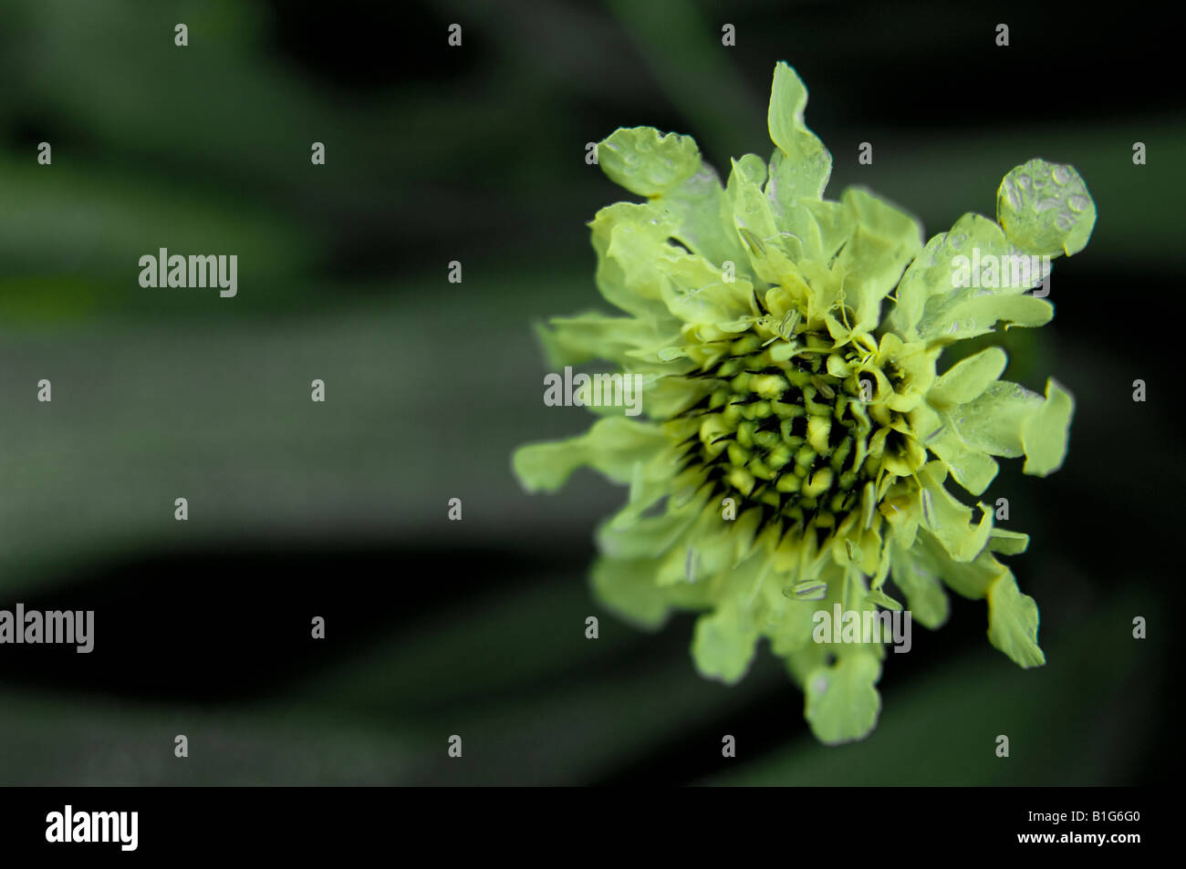 Grow scabious hi-res stock photography and images - Alamy