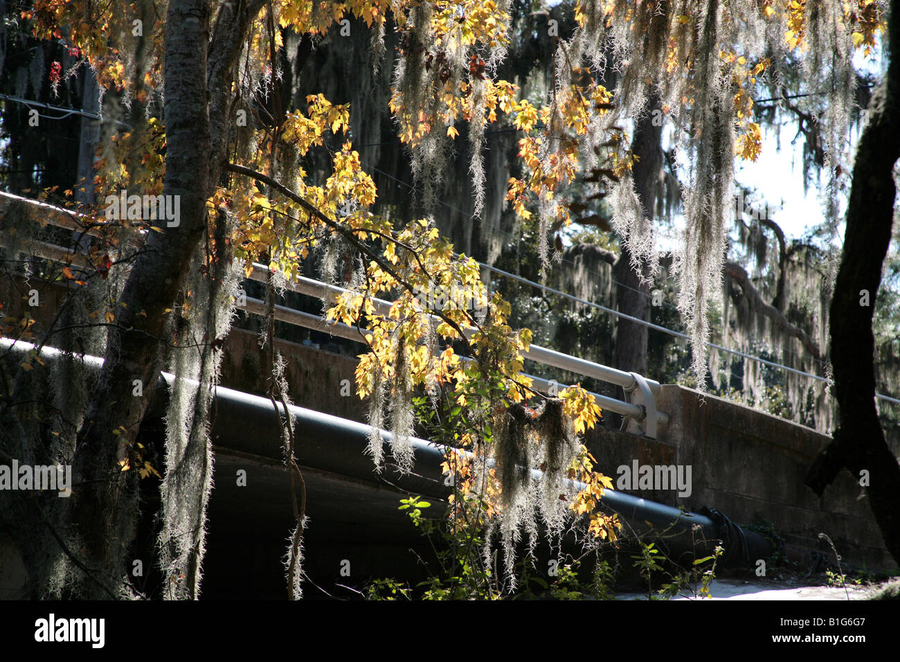 Lake Dora and Mount Dora in Central Florida is a popular travel ...