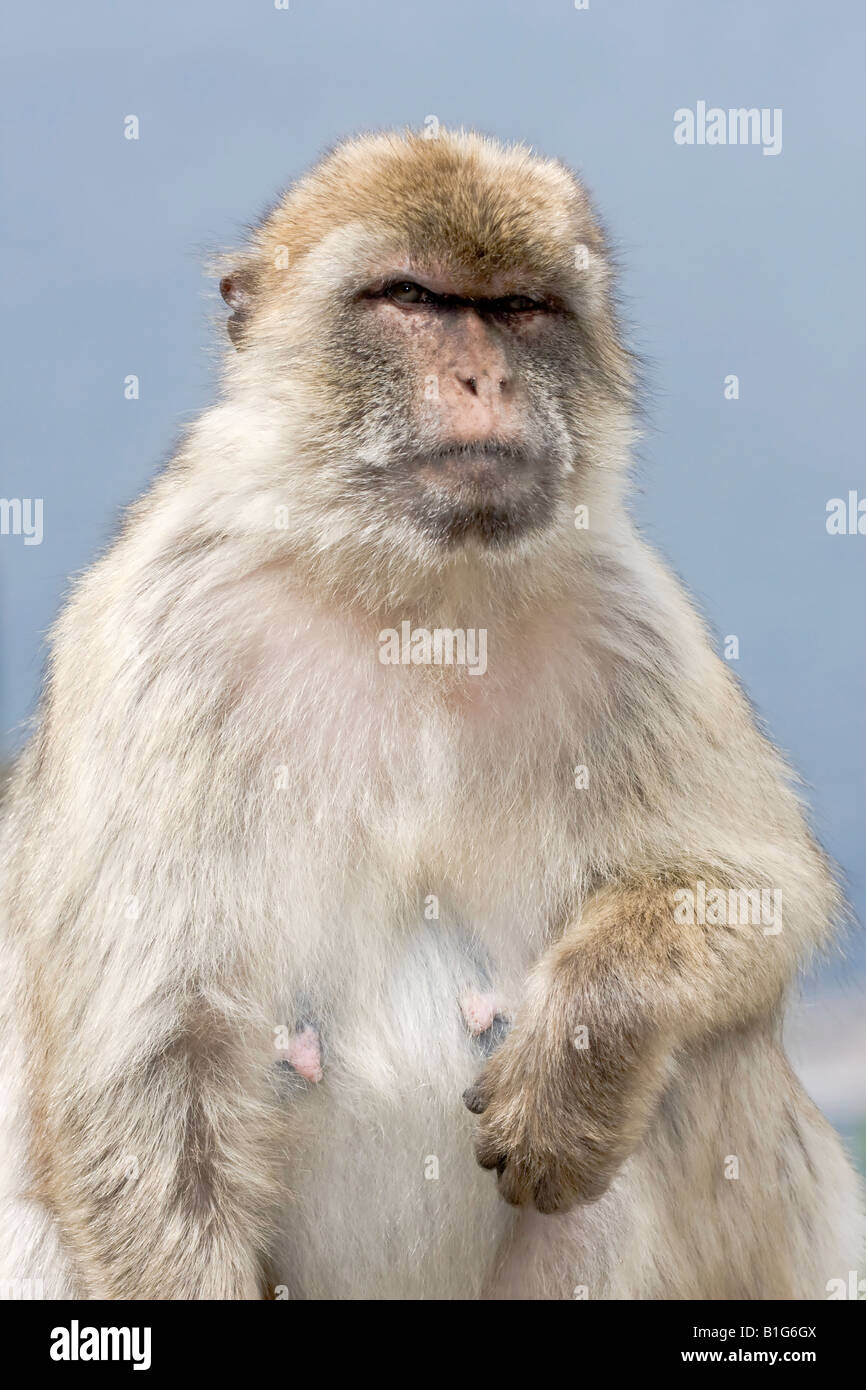 Female ape hi-res stock photography and images - Alamy