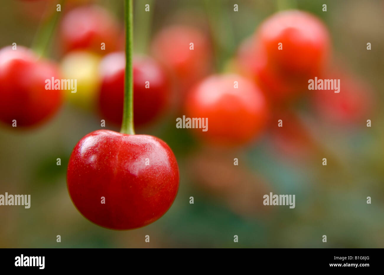 Ripe Morello Cherries Stock Photo - Alamy